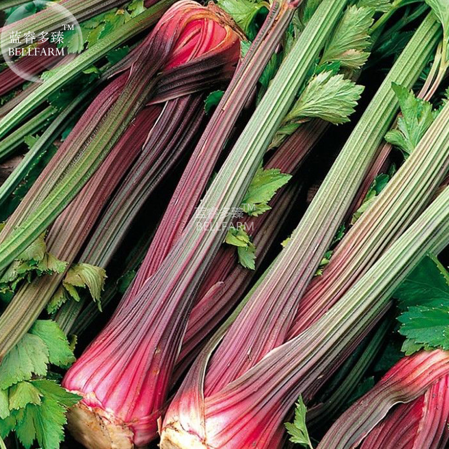 US$ 3.64 - BELLFARM Celery Red Stalk Organic Vegetable Seeds, 2000 ...