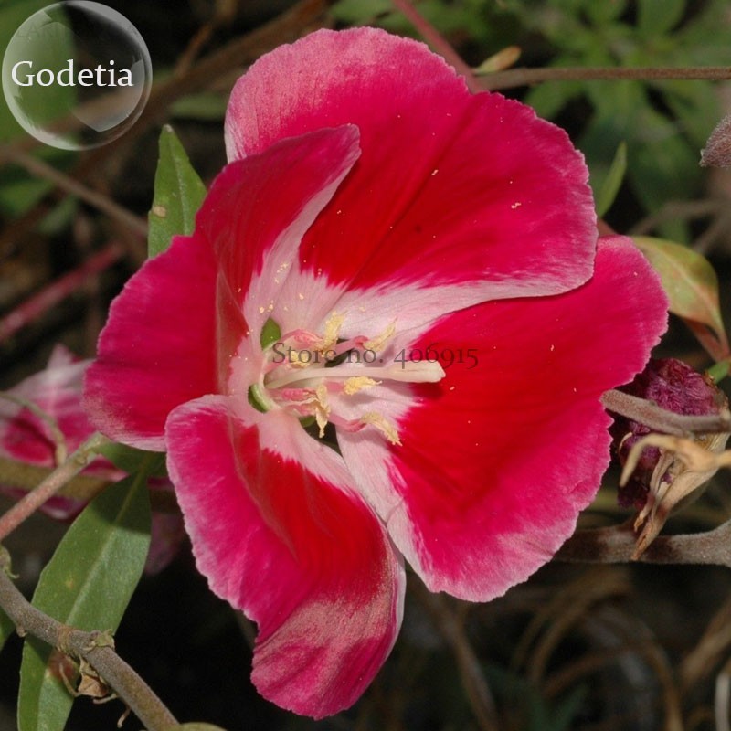 US$ 0.72 - Mixed Godetia Monarch Clarkia Amoena Flowers, 50 Seeds ...