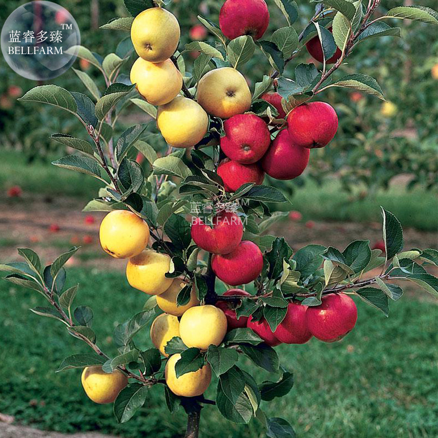 US$ 0.72 - BELLFARM Dwarf Red Yellow Apple Tree Seeds, 10 seeds ...