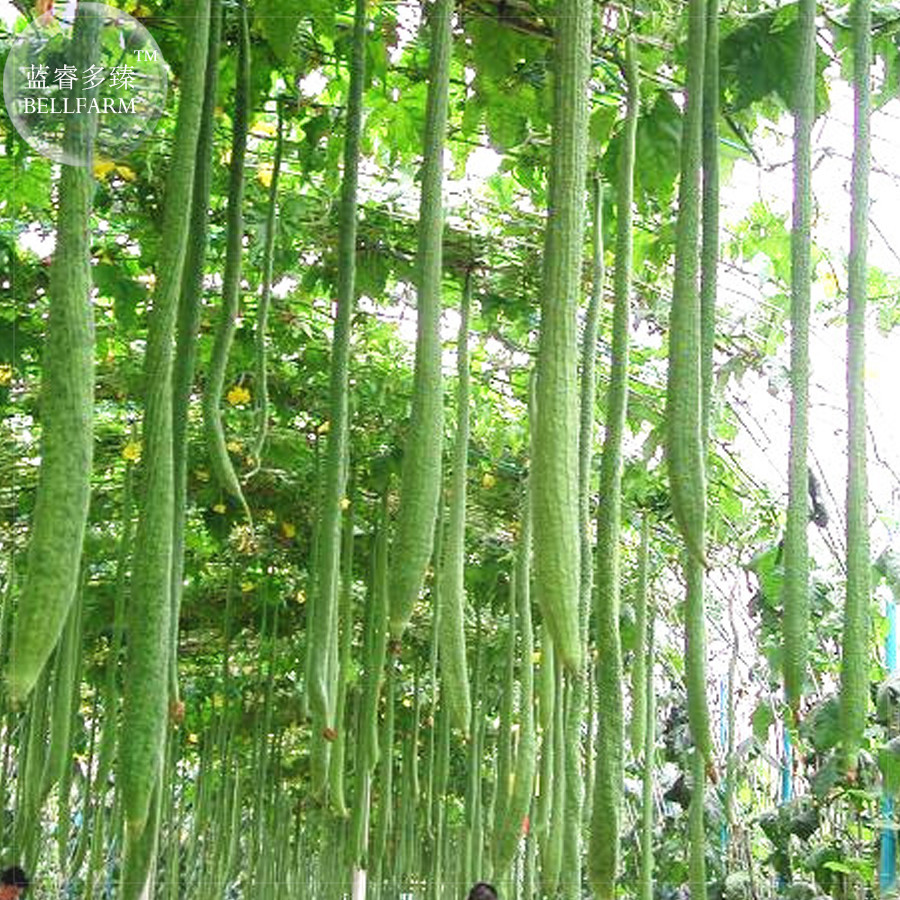US$ 1.45 - BELLFARM 15+ Long Loofah Organic Seeds, Original Pack, green ...
