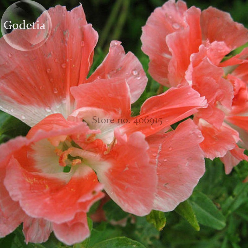 US$ 0.72 - Mixed Godetia Monarch Clarkia Amoena Flowers, 50 Seeds ...