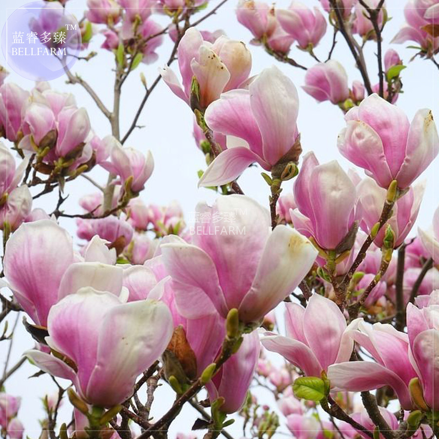 US$ 1.45 - BELLFARM Yulan Magnolia Tree Seeds, 10 seeds, professional ...
