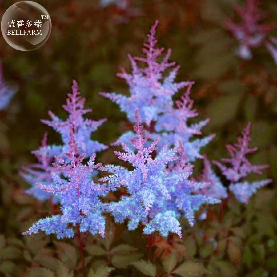 US$ 1.16 - BELLFARM Dark Blue Astilbe Chinensis Perennial Flower Seeds ...