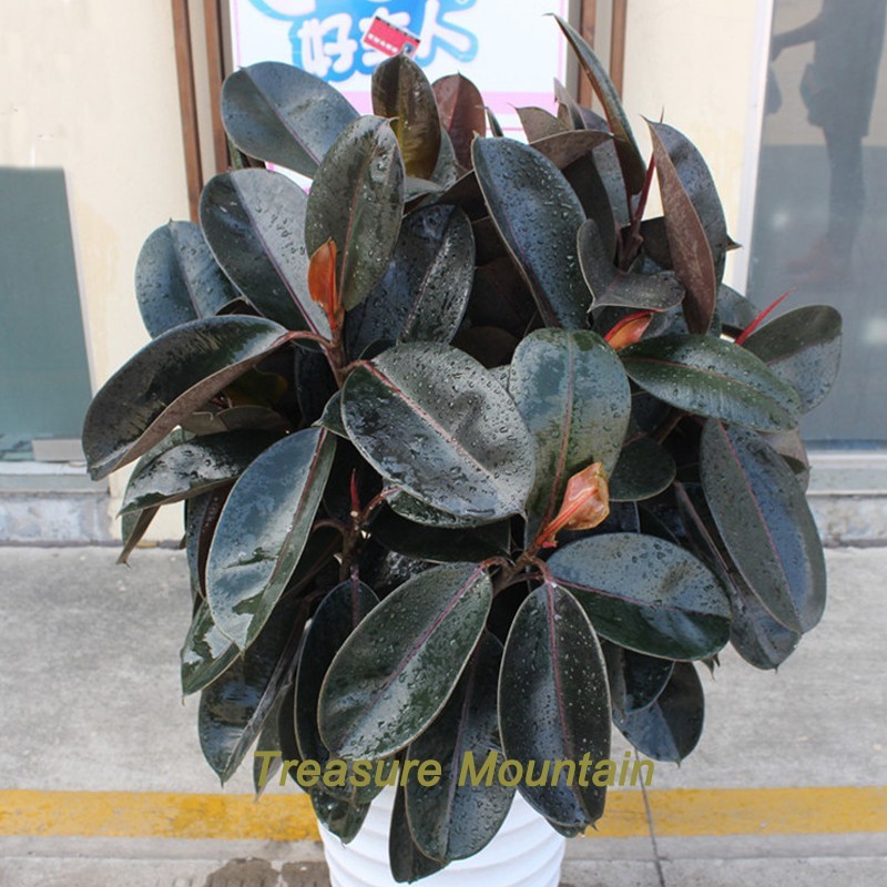 US$ 9.99 - 1 Professional Pack, 50 Seeds / Pack, Rare Bonsai Ficus ...