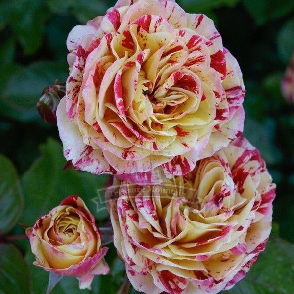 US$ 8.75 - 1 Professional pack, 450 seeds / pack, GEORGE BURNS ROSE ...