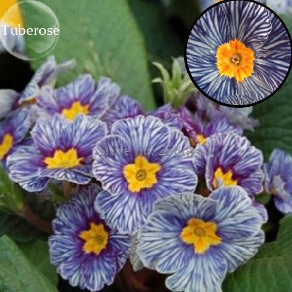 US$ 0.72 - Rare Blue White Striped Evening Primrose with yellow eyes ...