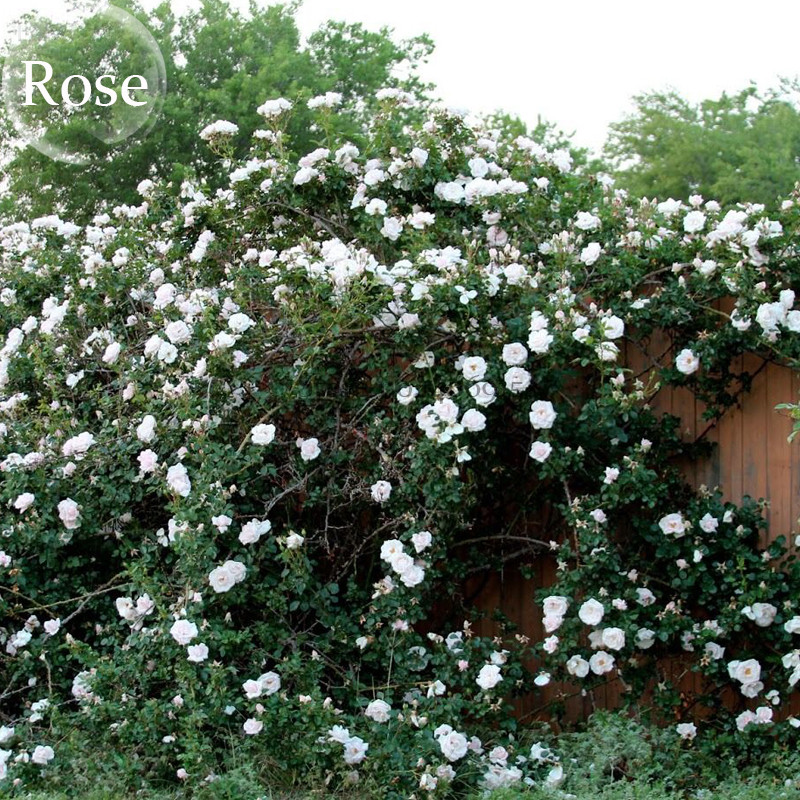 US$ 0.72 - Heirloom Single Petalled White Climbing Rose Flower, 50 ...