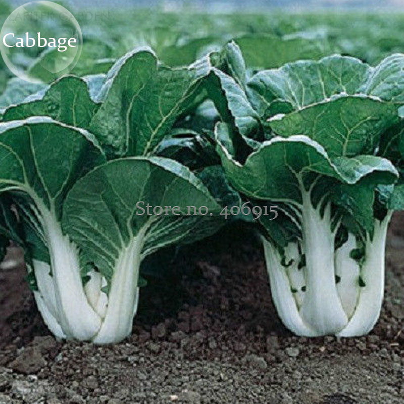 US$ 0.72 - Pak Choi White Stem Chinese Cabbage, 200 Seeds, heirloom ...