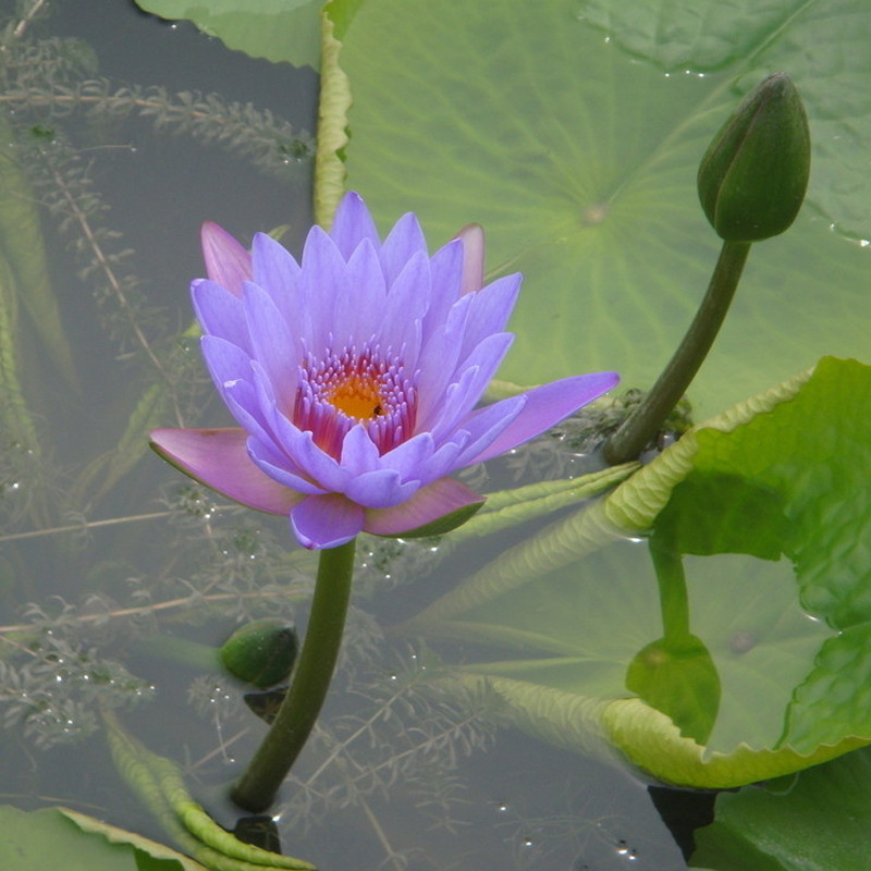 US$ 7.29 - 1 Professional Pack, 40 Seeds / Pack, Purple Nymphaea ...