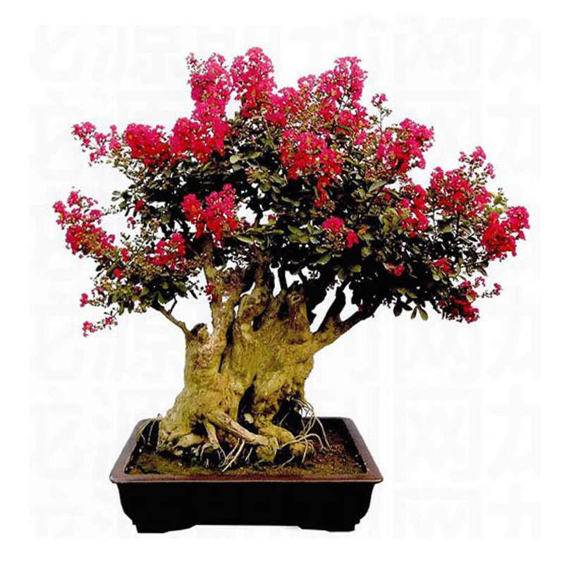 US$ 7.29 - 10 Original Packs, 40 Seeds / Pack, Red Bonsai Crape Myrtle ...