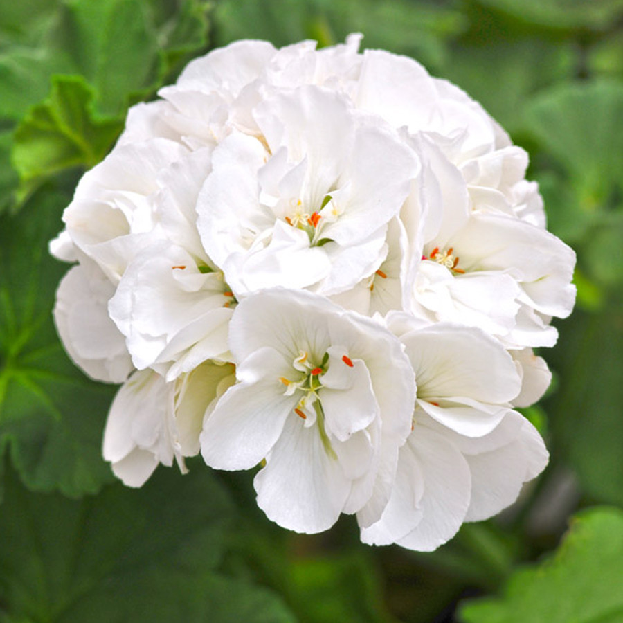 US$ 1.45 - 10PCS White Zonal Pelargonium Seeds White Terry Semidouble ...