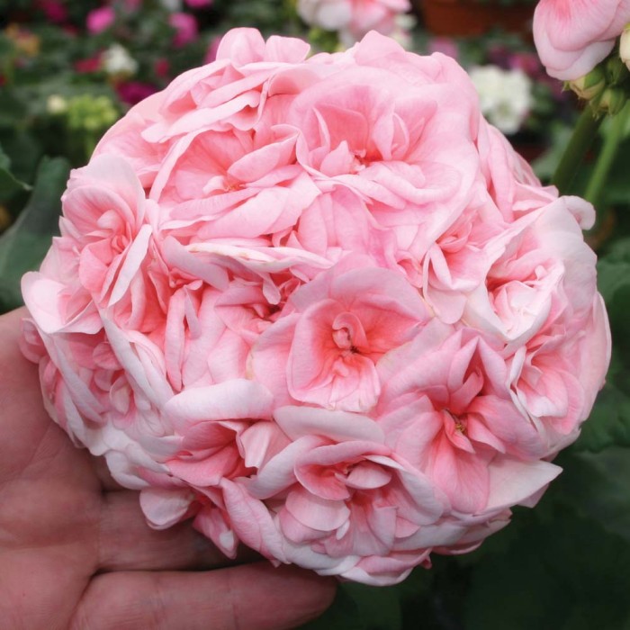 US$ 1.45 - Geranium 'Allure Pink Picotee' Flower Seeds Huge Hydrangea ...