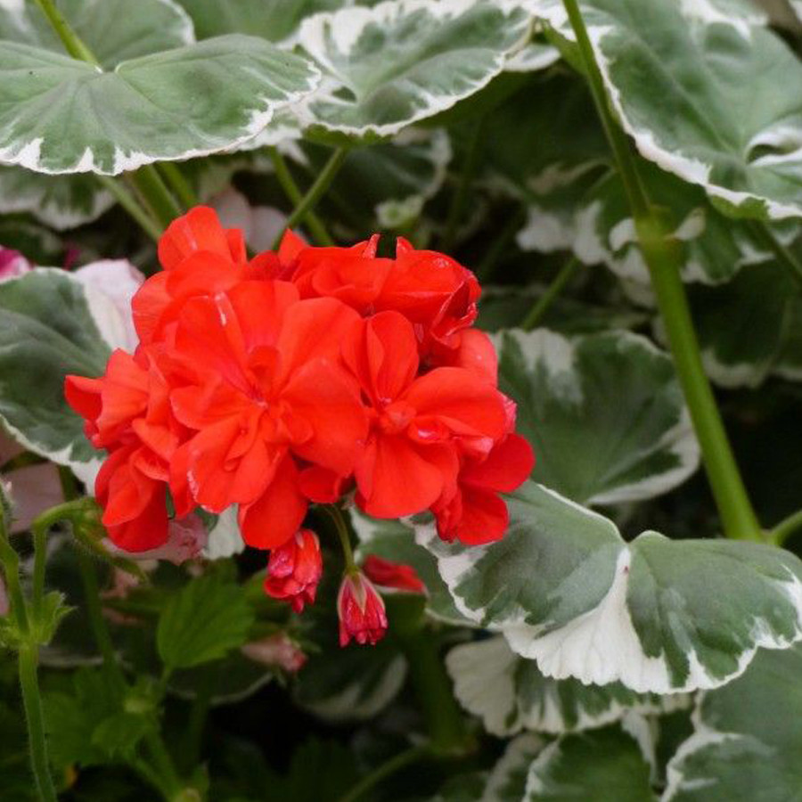 US$ 1.45 - Geranium 'Wilhelm Langguth' Seeds Attractive White-edged ...