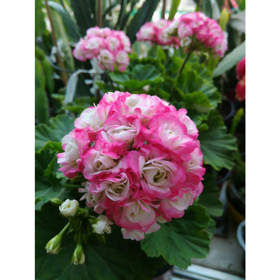 US$ 1.45 - BELLFARM Geranium Hydrangea-shaped peach pink and white ...