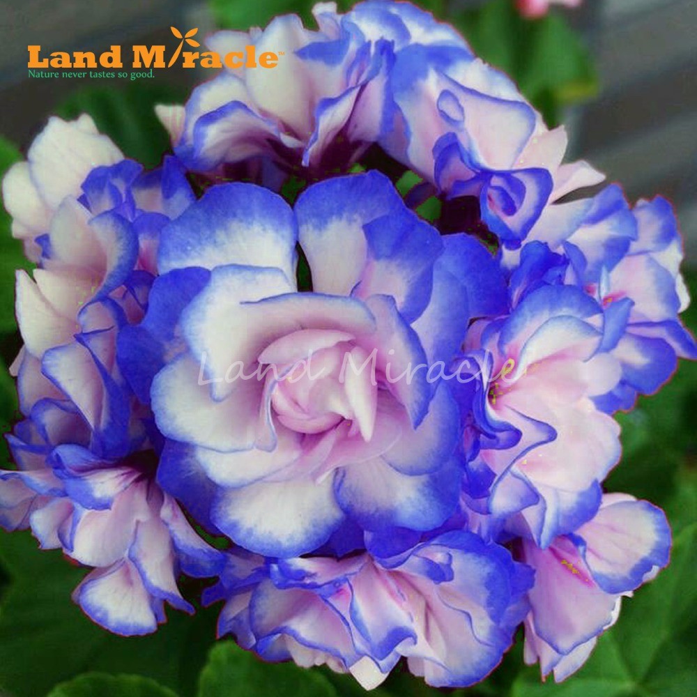 US$ 1.45 - Rare 'Night Blue' Geranium Seeds Appleblossom Rosebud ...