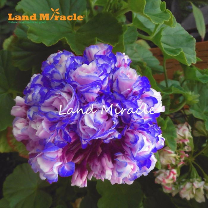 US$ 1.45 - Rare 'Night Blue' Geranium Seeds Appleblossom Rosebud ...
