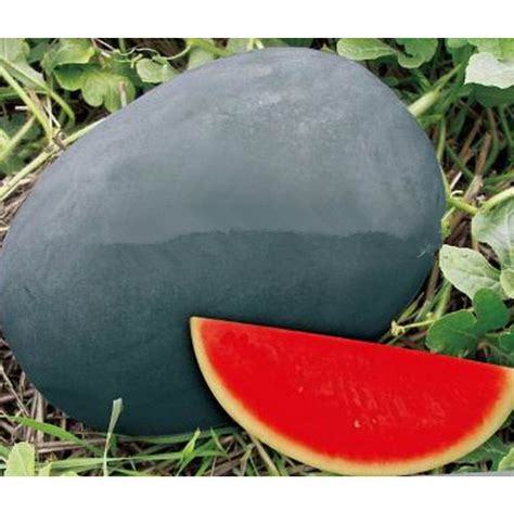 US$ 1.60 - Sweet giant Black skin watermelon seeds, seedless watermelon ...