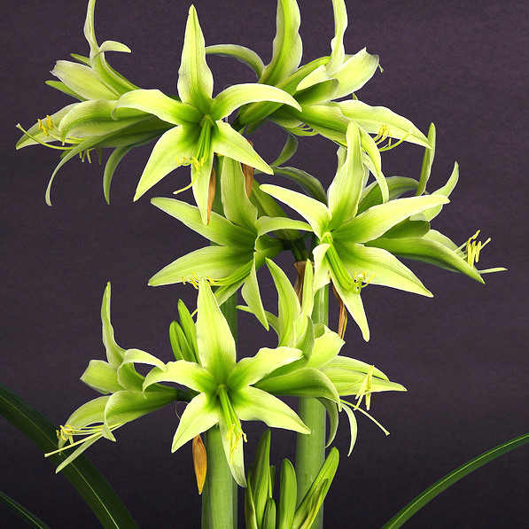 US$ 1.09 - Green Hippeastrum Rutilum Flower 100 Seeds - www.deargogo.com