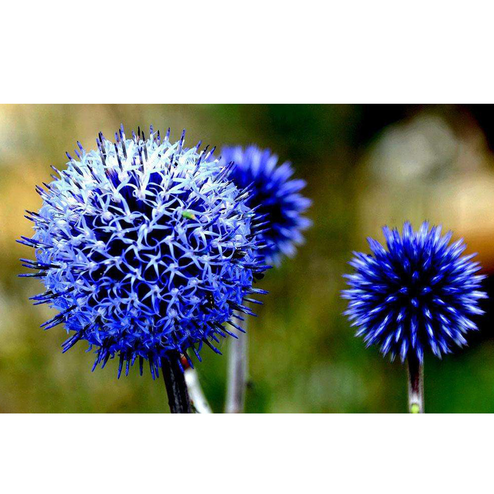US$ 1.45 - Echinops sphaerocephalus Glandular Globe-thistle Seeds Blue ...