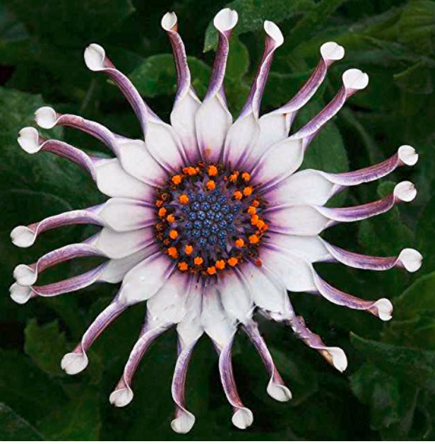 US$ 1.23 - New Rare Hierloom 50 Trailing African Daisy Seeds - www ...