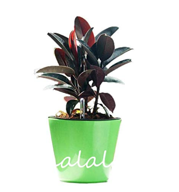 US$ 1.82 - 50 / Pack Rare Bonsai Ficus Elastica Decora Indian Rubber ...