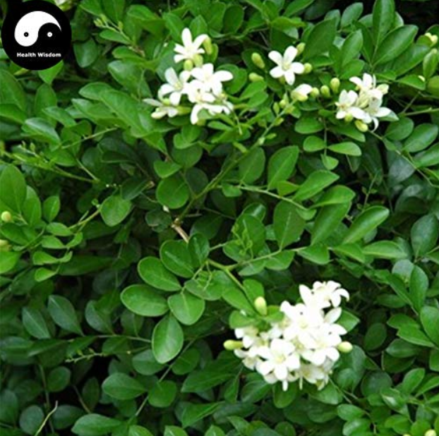 US$ 1.89 - Murraya Exotica Tree Semente 60pcs Plant Sweet Tree - www ...