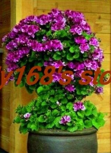 US$ 28.46 - 200 pcs Rare Climbing Geranium Pelargonium Peltatum Tree ...