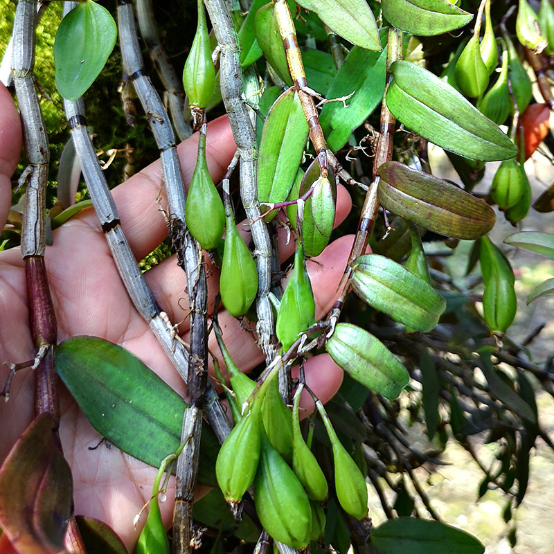 US$ 9.48 - 1 POD Dendrobe Seeds (Flower Powder) Dendrobium Orchid ...