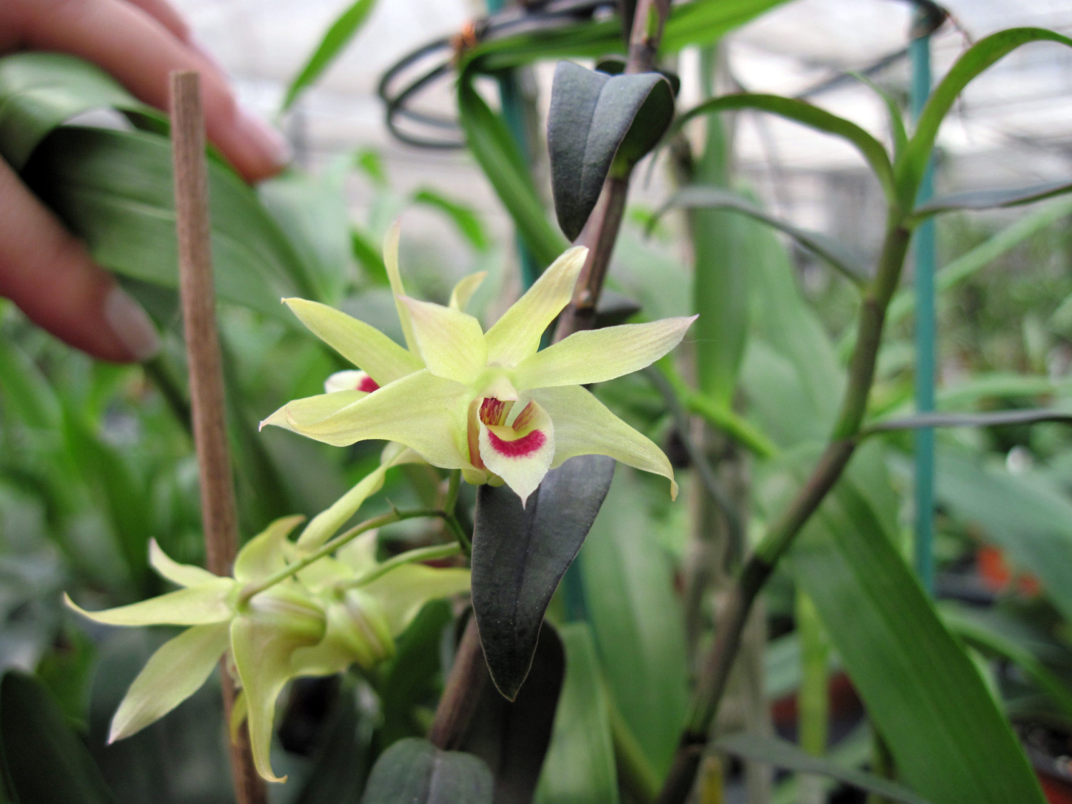 US$ 9.48 - 1 POD Dendrobe Seeds (Flower Powder) Dendrobium Orchid ...